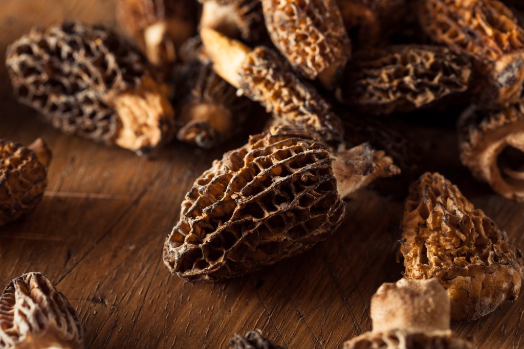 Morels: A Mouthwatering, Michigan Miracle - ThinkHealth