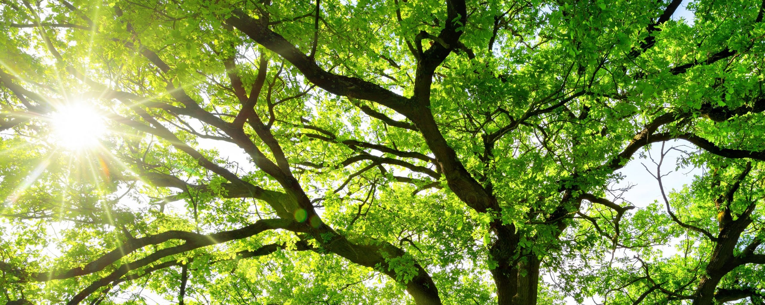 Health Benefits of Trees - ThinkHealth